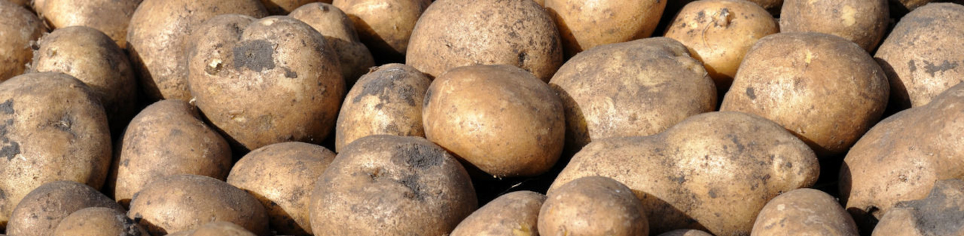 Agrocote - Coated Fertilizer for Efficient Agriculture | ICL