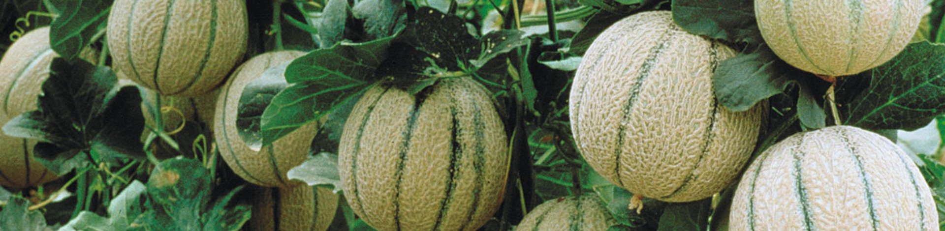 Agromaster Start Mini - Controlled-Release Fertilizer in Mini Granules ...