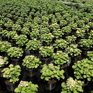 ICL: Growing Solutions for Crops, Plants & Turf Grass