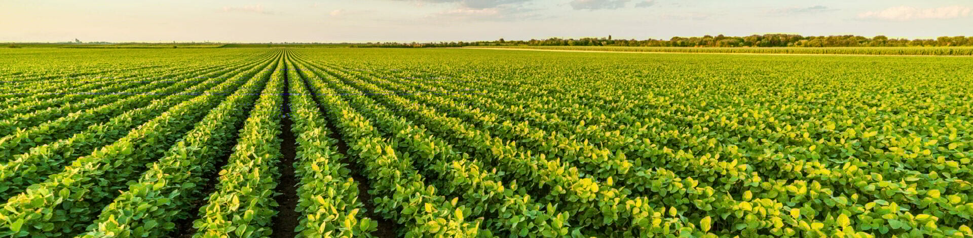 Polysulphate - Natural Fertilizer for All Crops & Soils | ICL