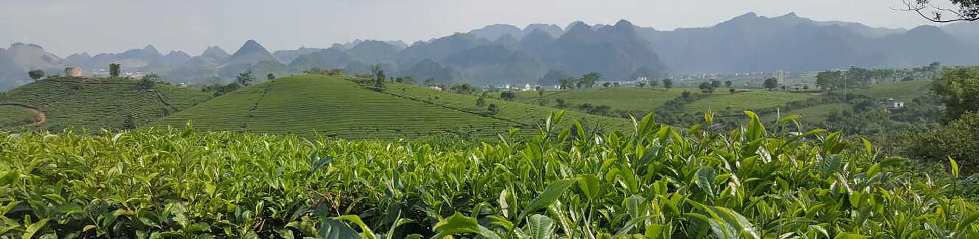 Polysulphate - Natural Fertilizer for All Crops & Soils | ICL