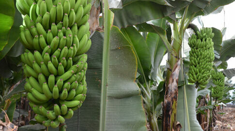 Growing Banana - Fertilizers for Banana | ICL