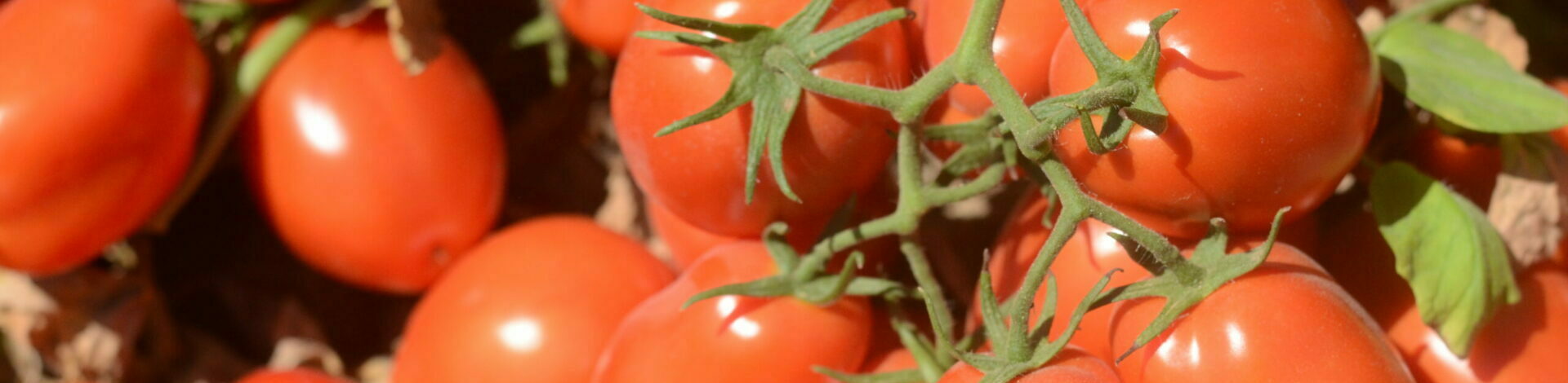 Potash - Highly Concentrate Potassium Chloride Fertilizer for Crops | ICL