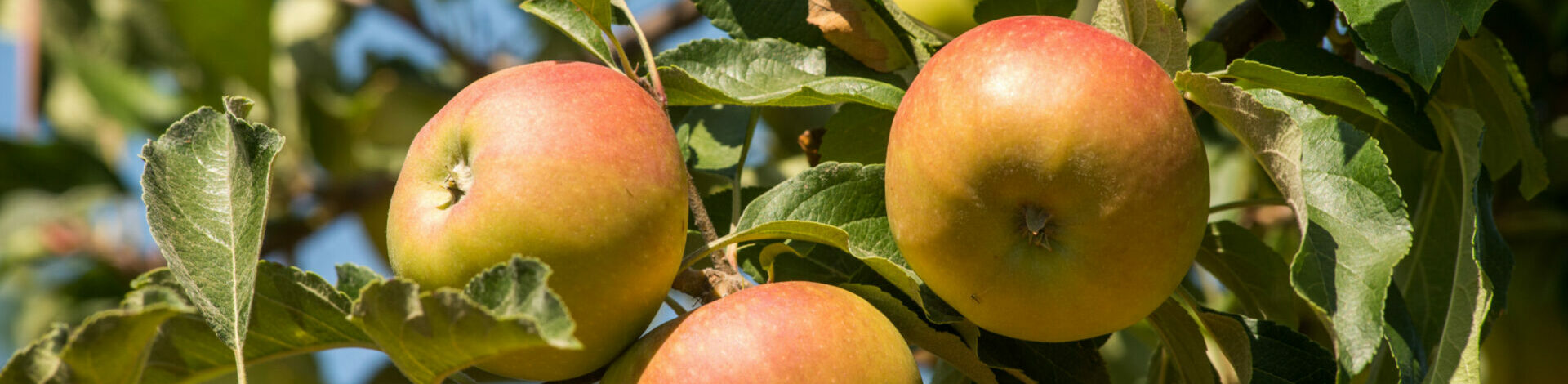 Turf & Landscape Knowledge Hub | ICL