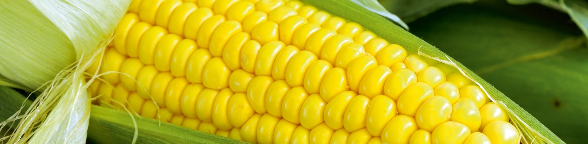 Polysulphate - Natural Fertilizer for All Crops & Soils | ICL