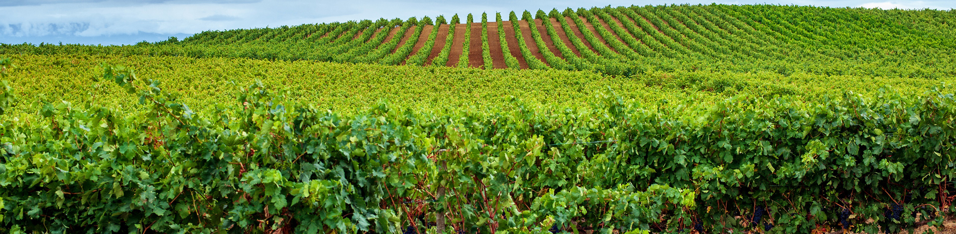 Polysulphate - Natural Fertilizer for All Crops & Soils | ICL